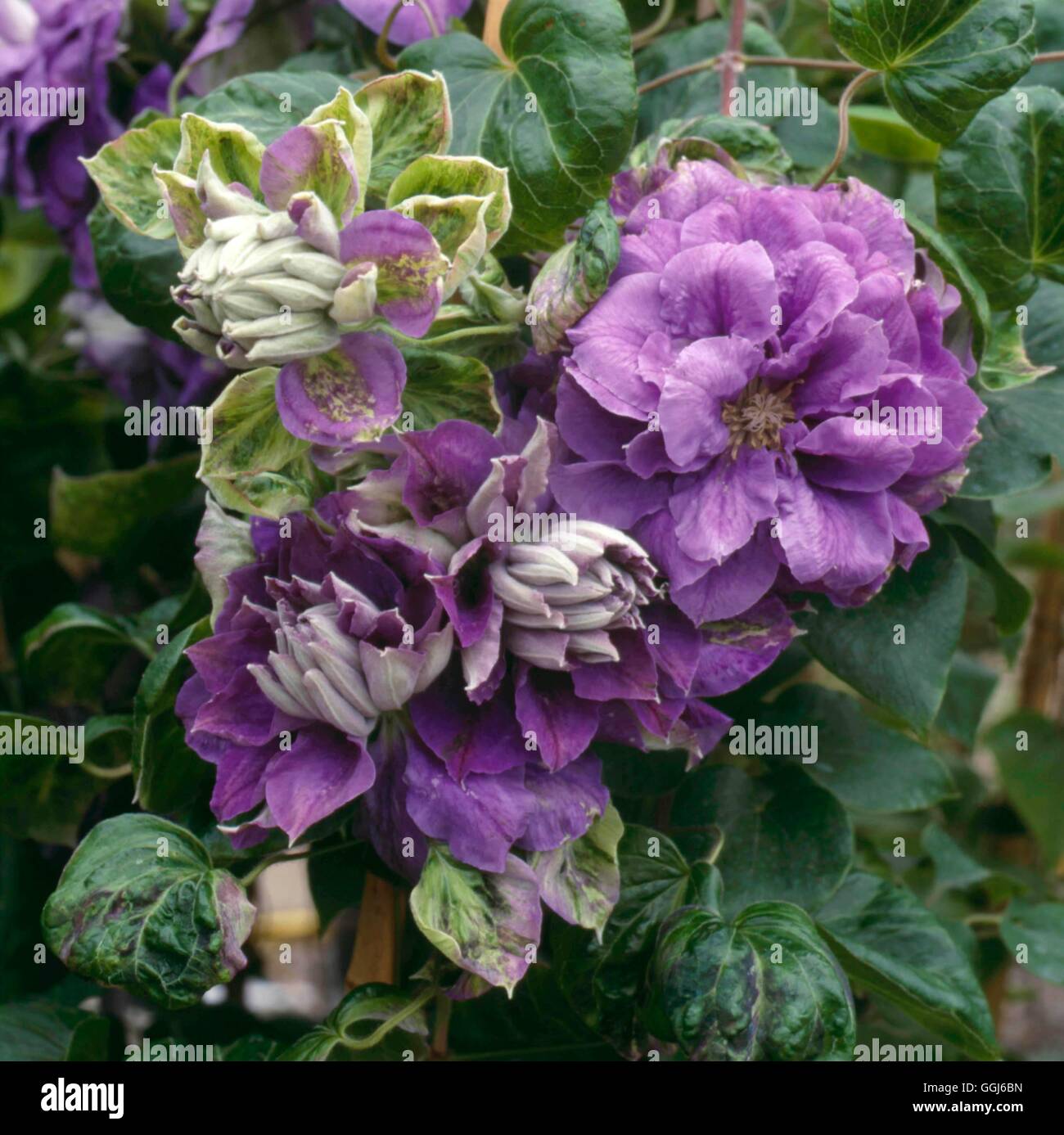 Clematis - `Kiri Te Kanawa' CLE082837 Stock Photo - Alamy